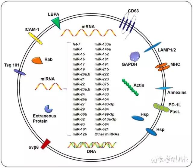 【外泌体系列一】什么是外泌体？ - 知乎