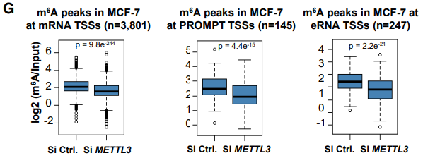 学术助力 | m6A甲基化的动态调控调节新生RNA合成 - 知乎
