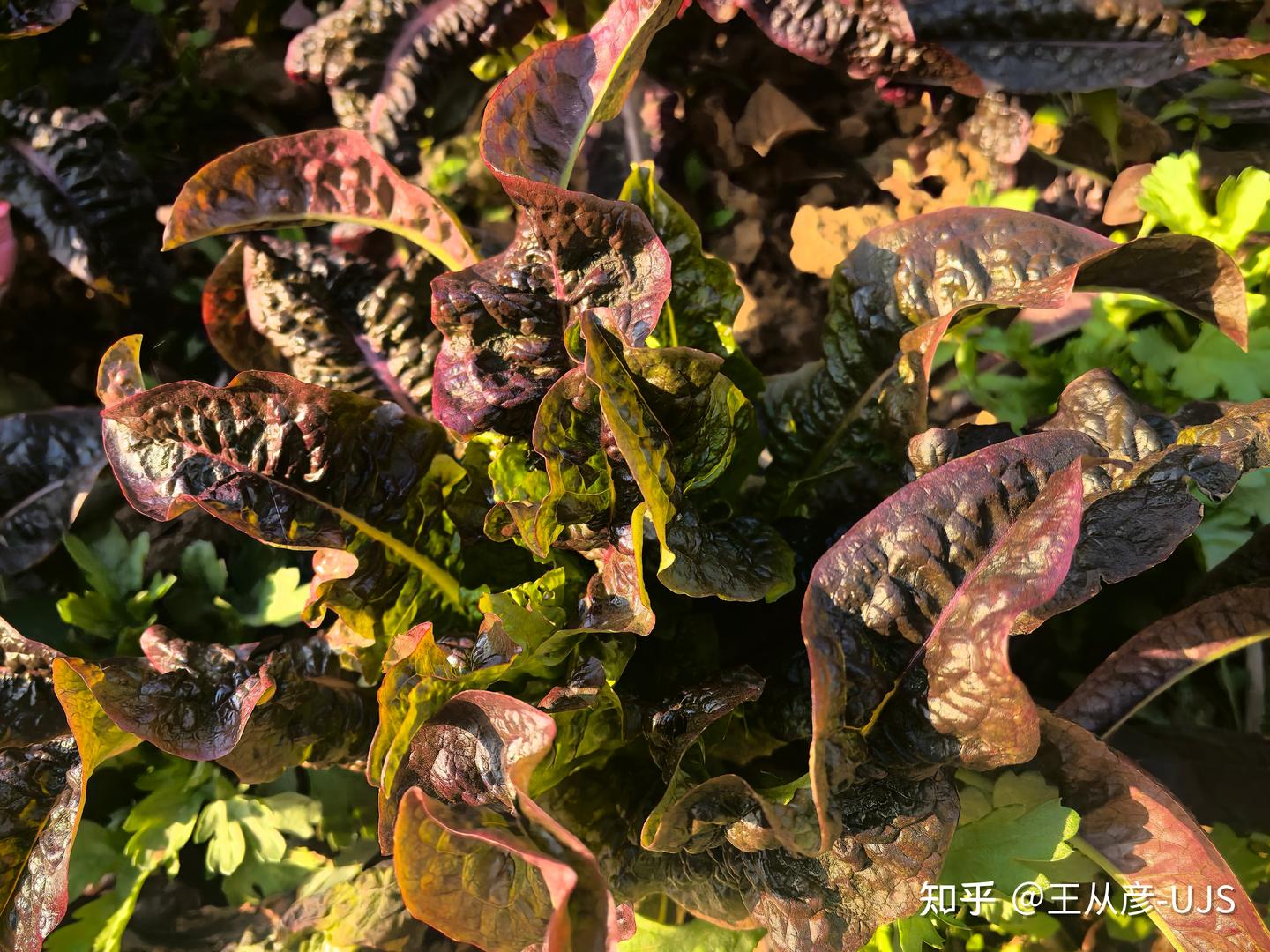 外来植物莴笋/莴苣 - 知乎