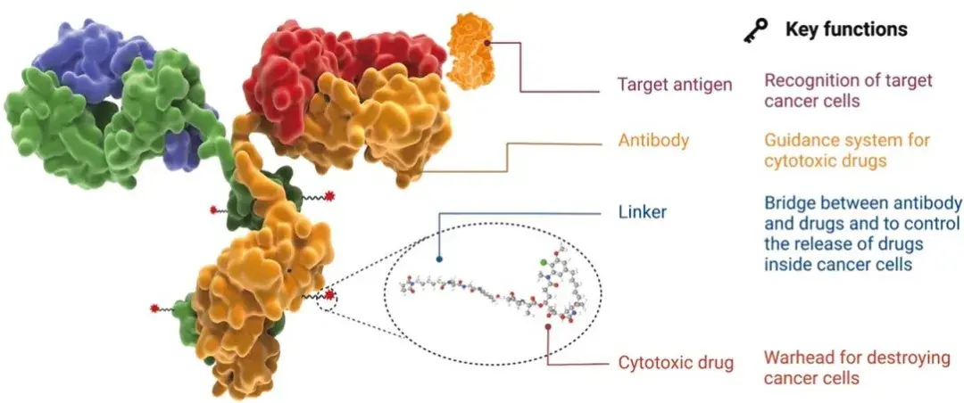 DMPK系列 | 抗体偶联药物（ADC）在体外血液基质中的稳定性研究 - 知乎