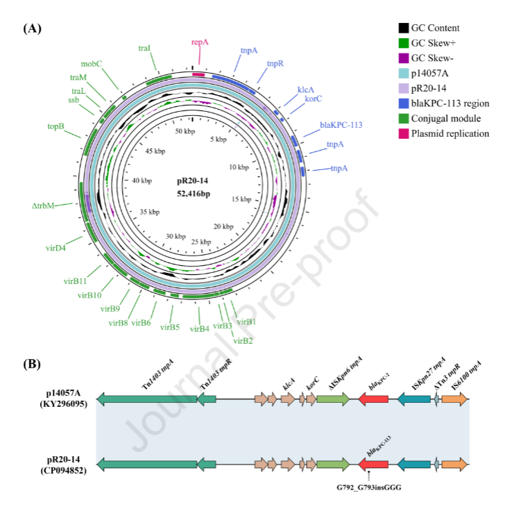 急思广益| 一种新型KPC-113变体可介导MDR-PA对碳青霉烯类和头孢他啶-阿维巴坦耐药 - 知乎