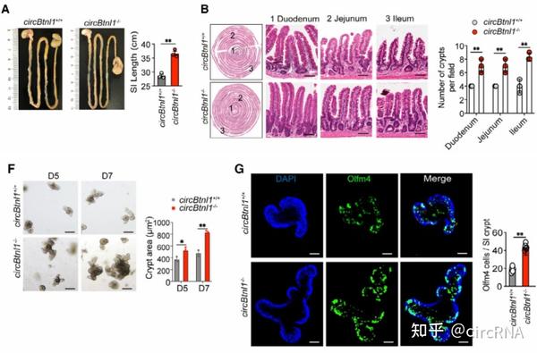 EMBO J | 新发现！circRNA可以调控肠道干细胞的自我更新 - 知乎
