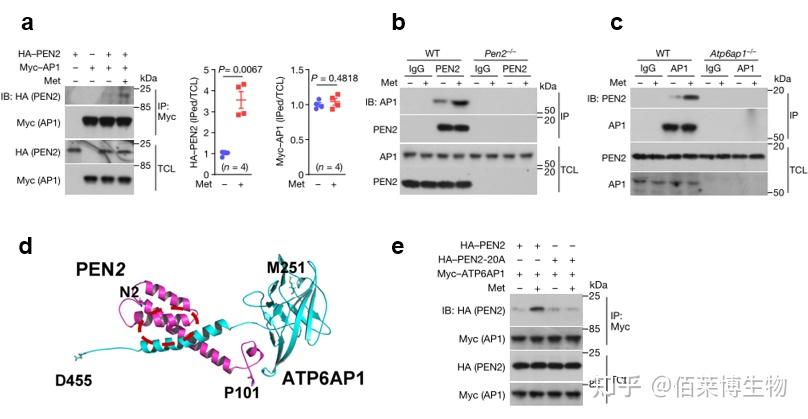 ABPP 化学蛋白质组学经典文献解读：二甲双胍靶点筛选及验证 - 知乎