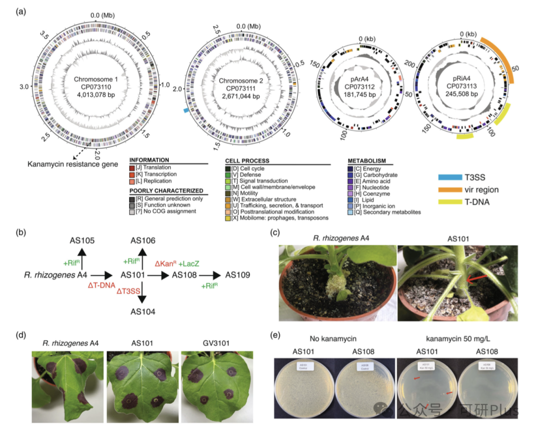 植物瞬时表达有救了！更强！更快的农杆菌新菌株AS109！效率远超GV3101、EHA105等传统菌株｜Pbj - 知乎