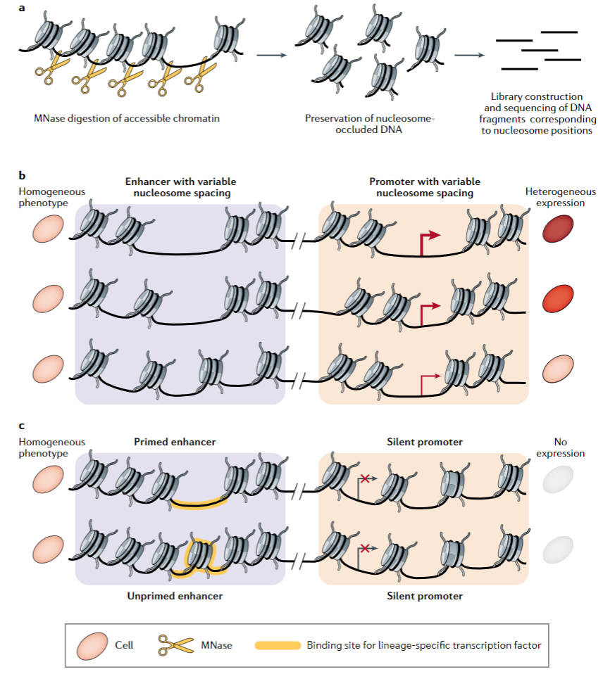 Nat Rev Genet | 细胞异质性的表观遗传基础 - 知乎