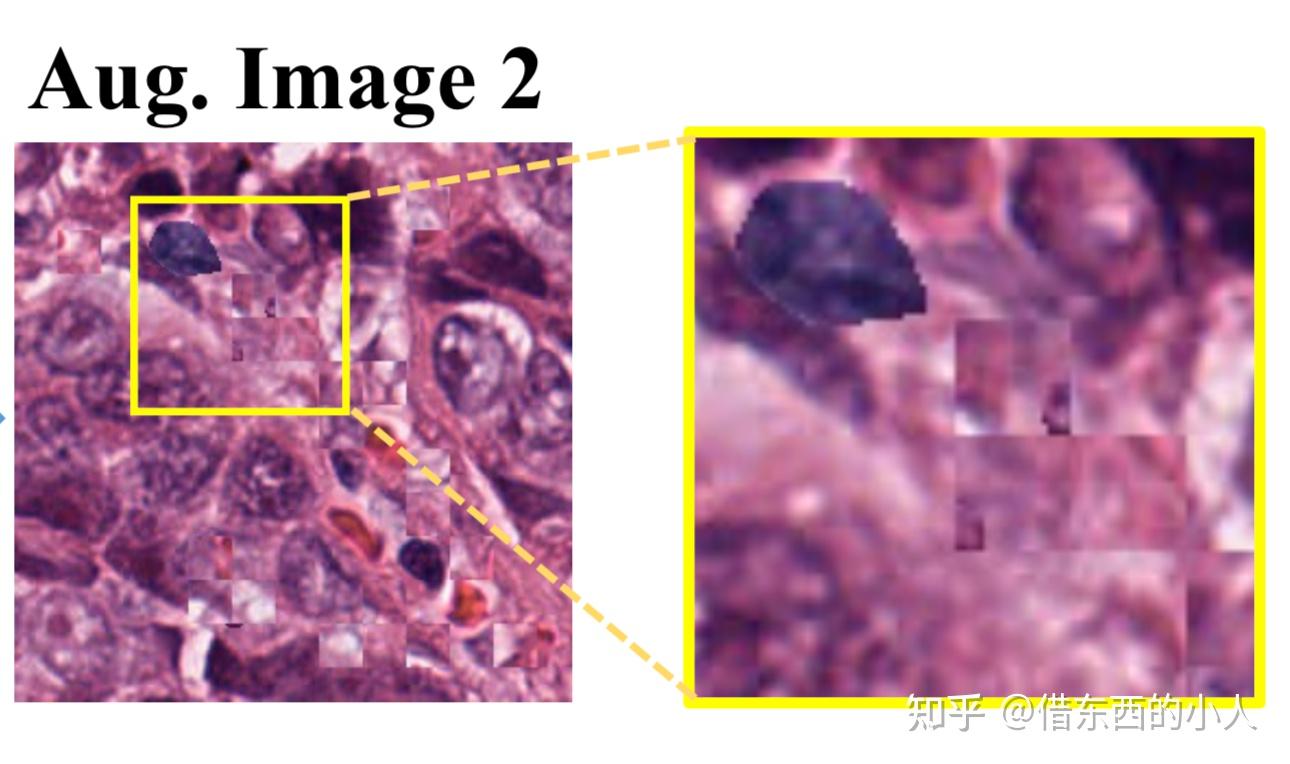 细胞核分割mixup+GAN:《InsMix: Towards Realistic Generative Data Augmentation for Nuclei Instance ...