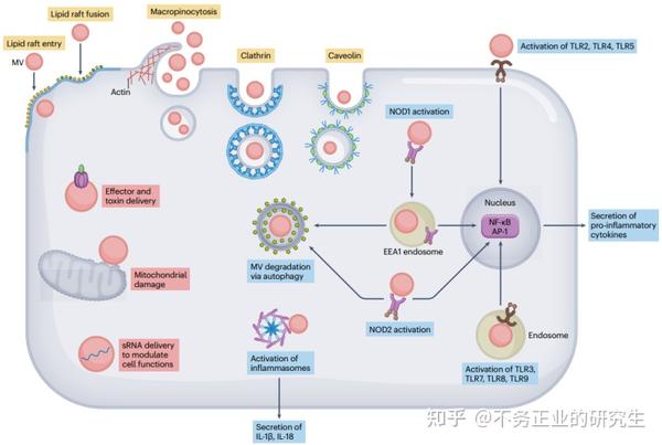 细菌外膜囊泡（OMV）体内生物安全性实验最全总结 - 知乎