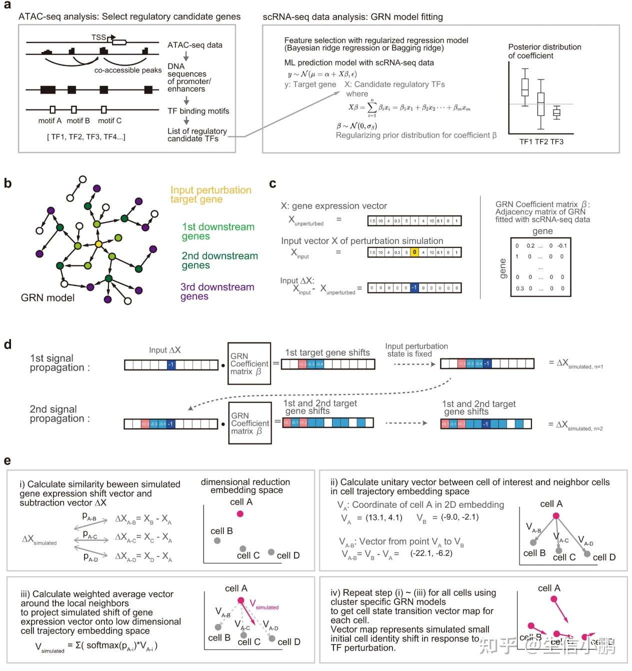 Nature | CellOracle|基因扰动研究基因功能|基因调控网络+虚拟干预 - 知乎