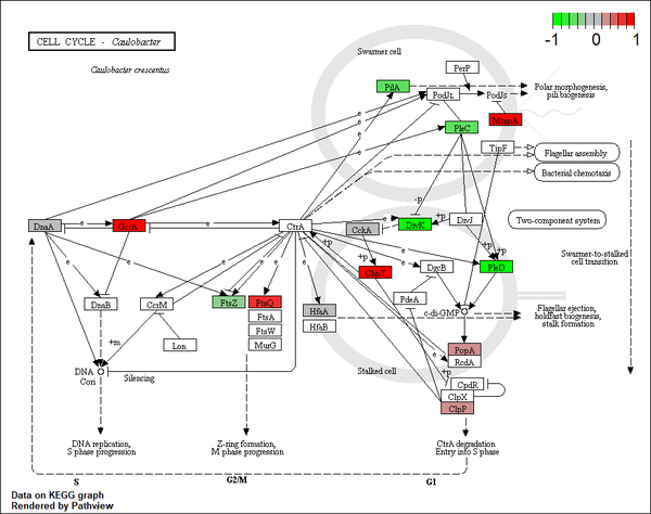 Pathview包：整合表达谱数据可视化KEGG通路 - 知乎