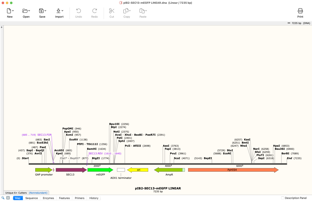 SnapGene V6.2更新啦！ - 知乎
