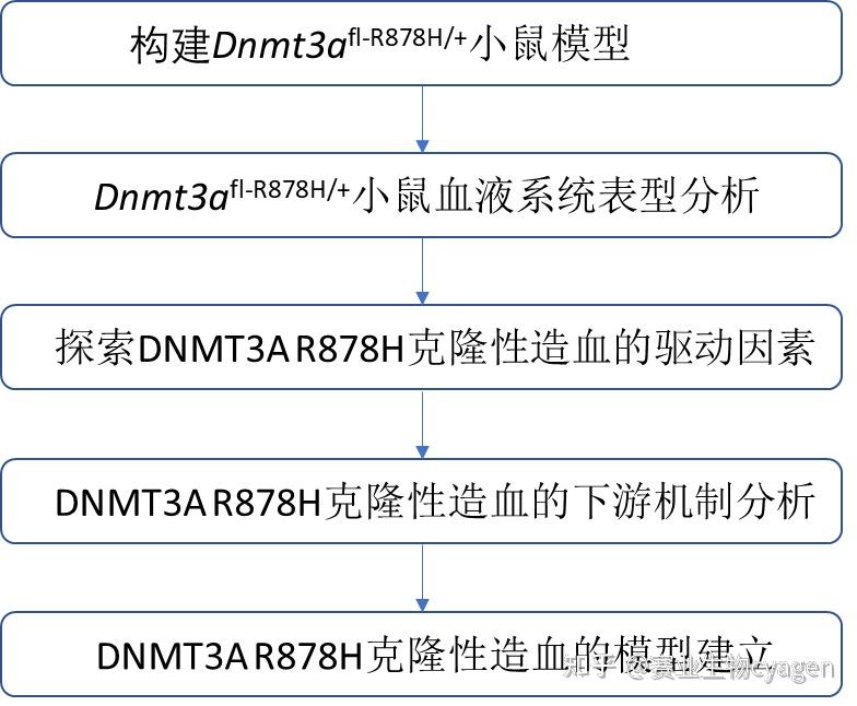 揭示衰老相关克隆性造血分子的机制——DNMT3A突变 - 知乎