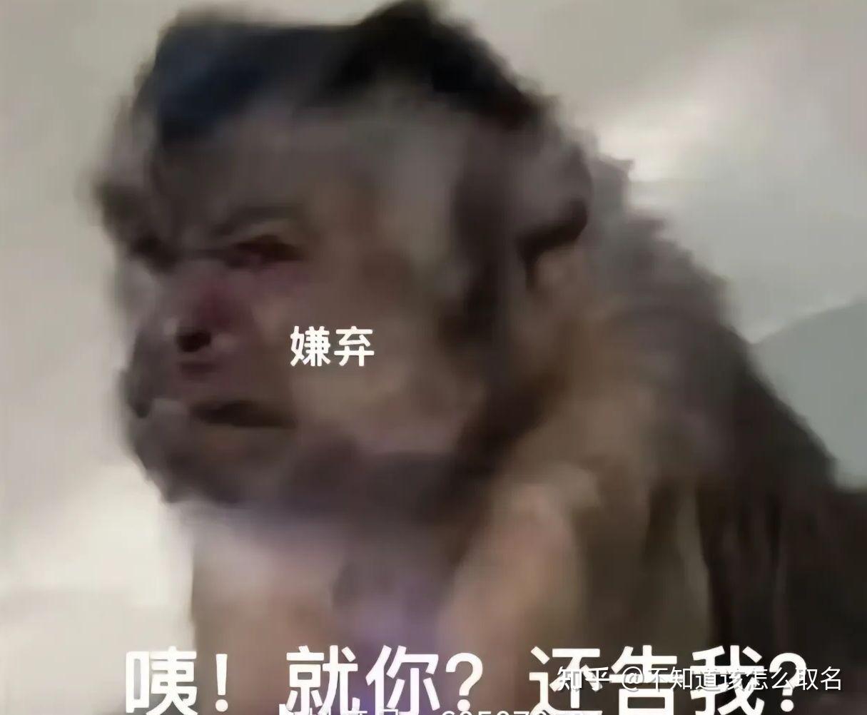 猴子表情包汇总 - 知乎