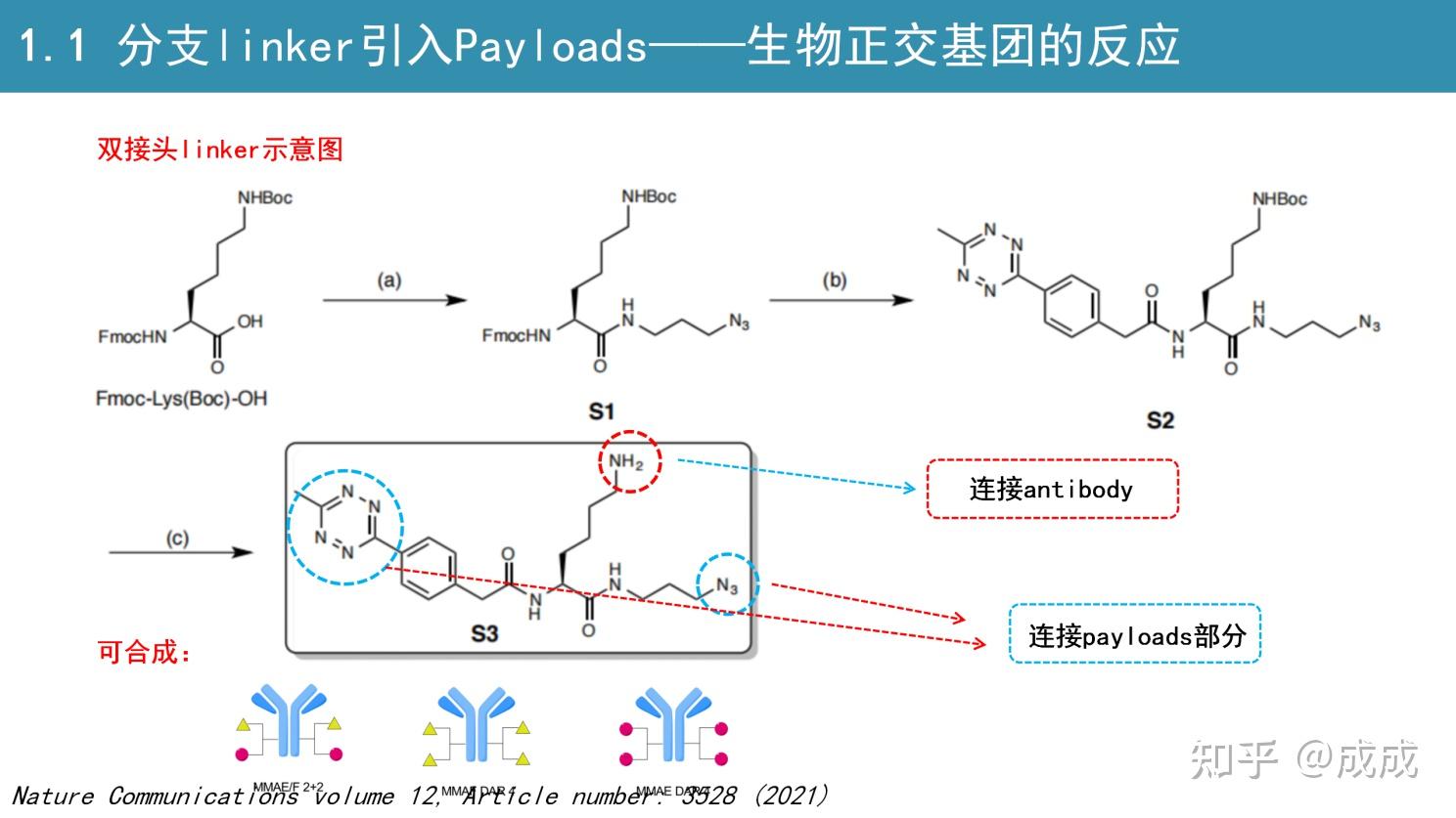 双载荷ADC的构建思路| Antibody-drug conjugates with dual payloads - 知乎