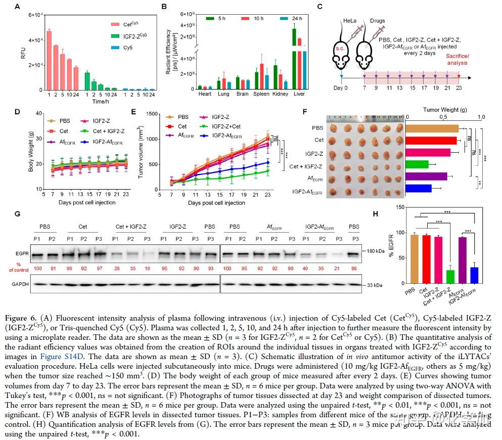JACS: IGF2-融合溶酶体靶向嵌合体用于降解细胞外和膜蛋白 - 知乎