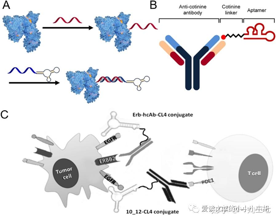 核酸适体偶联药物（ApDC）在肿瘤治疗中的最新进展 - 知乎