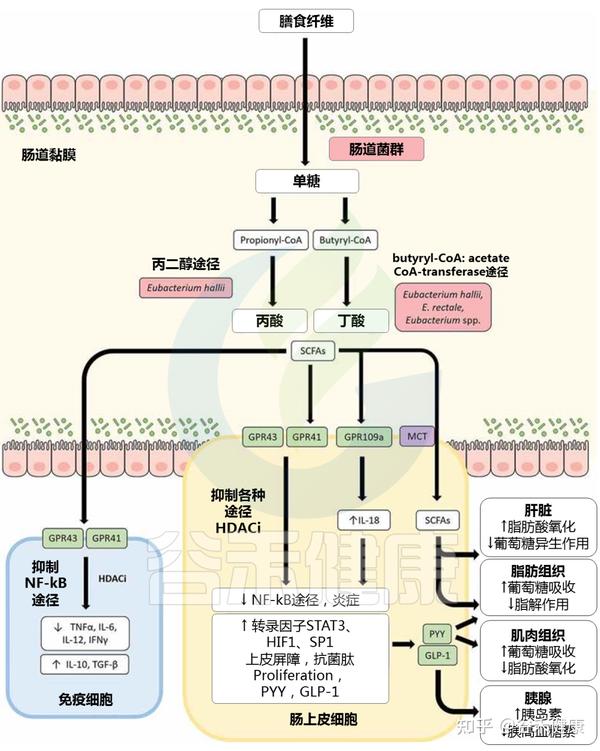肠道核心菌属——优/真杆菌属（Eubacterium），你为什么要关心它？ - 知乎