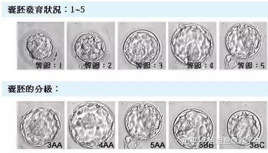 3BB是什么意思？带您走进胚胎质量评估 - 知乎