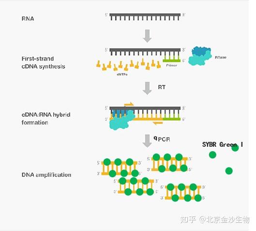 小知识 | 了解逆转录，获得高质量cDNA（一） - 知乎
