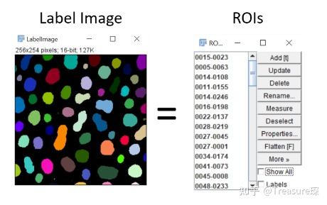 ImageJ实用教程——基于cellpose的不规则细胞分割（案例分析篇） - 知乎