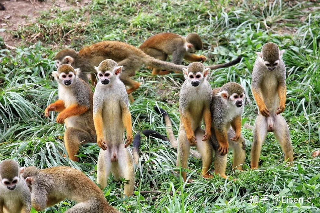 当老外说「Monkey Business」，你可要千万小心了!——Eschool在线英语 - 知乎