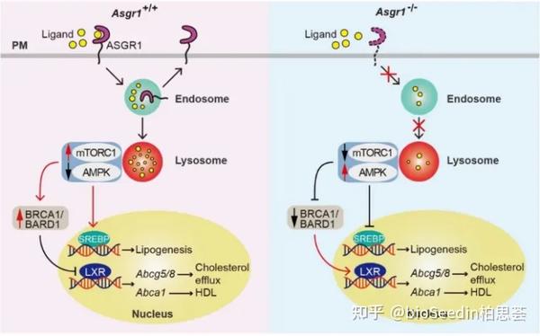 ASGR1，新一代降脂靶点前沿 - 知乎