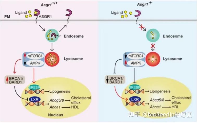 ASGR1，新一代降脂靶点前沿 - 知乎