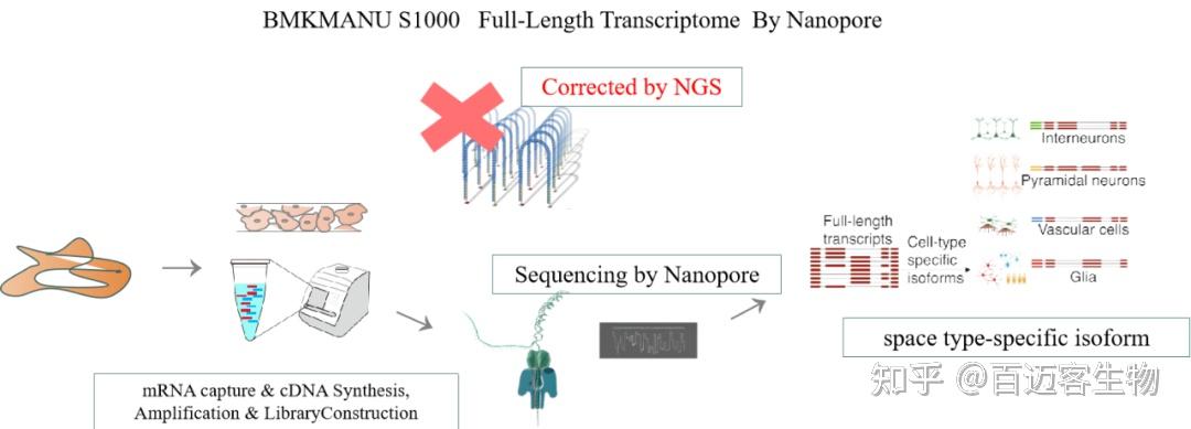 年度盘点|2022年百迈客单细胞&空间组学扶摇直上 - 知乎