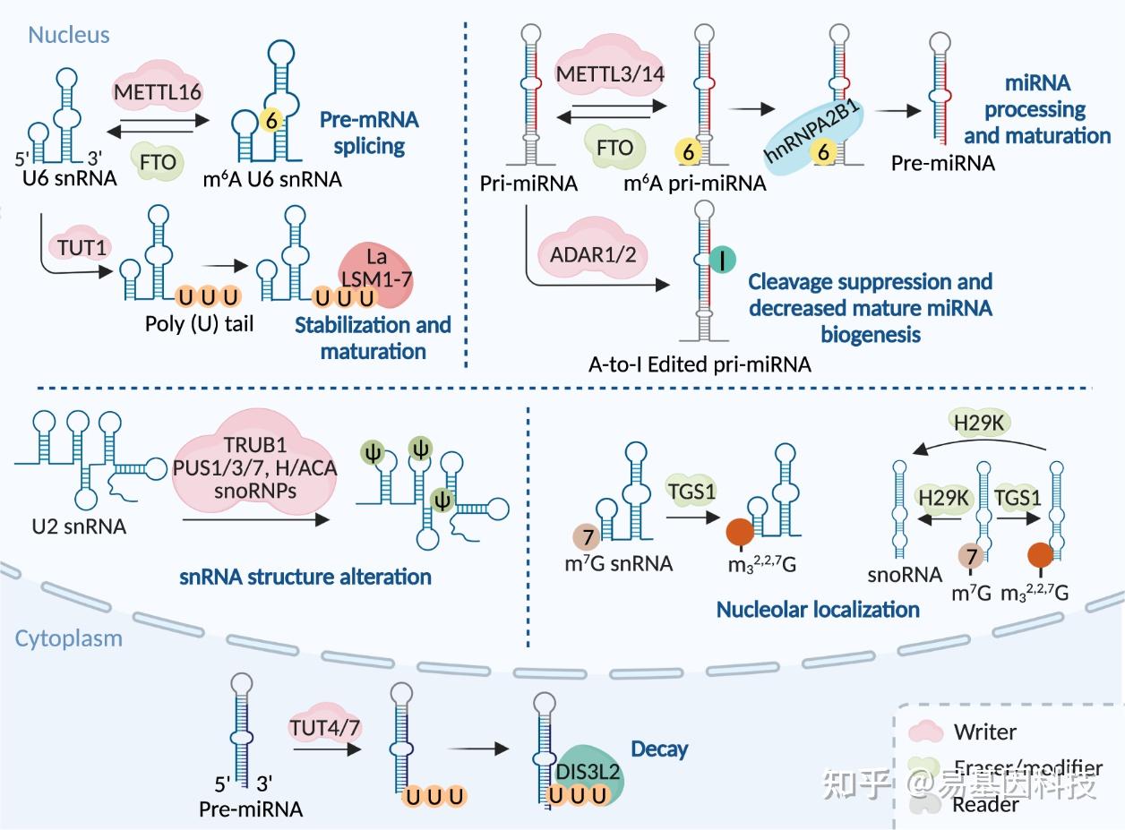 易基因：m6A/m5C/m1A/m7G/ac4C/Ψ等8种RNA修饰的生物学功能和潜在机制 | 深度综述 - 知乎