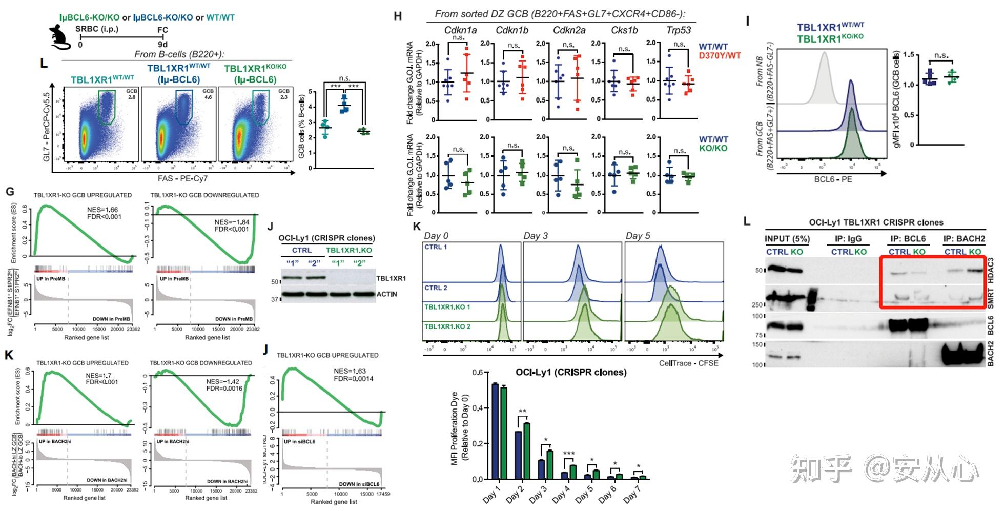 TBL1XR1突变通过诱导促肿瘤程序驱动结外淋巴瘤 - 知乎