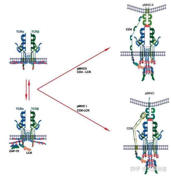 TCR信号调节 - 知乎