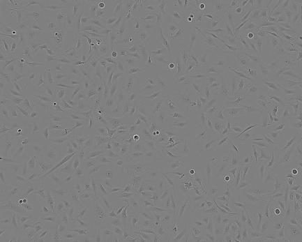 支气管上皮细胞BEAS-2B与CRISPR/Cas9基因编辑的美妙联动！ - 知乎