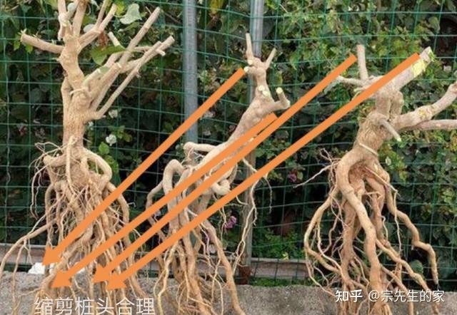 3招就能让树桩快速发芽成活，方法简单，一看就会 - 知乎