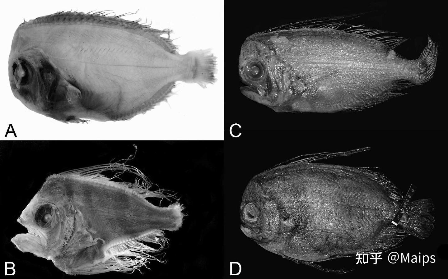 鲭形目综述（1）：总论、无囊鲳科、无齿鲳科、澳鲈科、乌鲂科、鬣鱼科 - 知乎