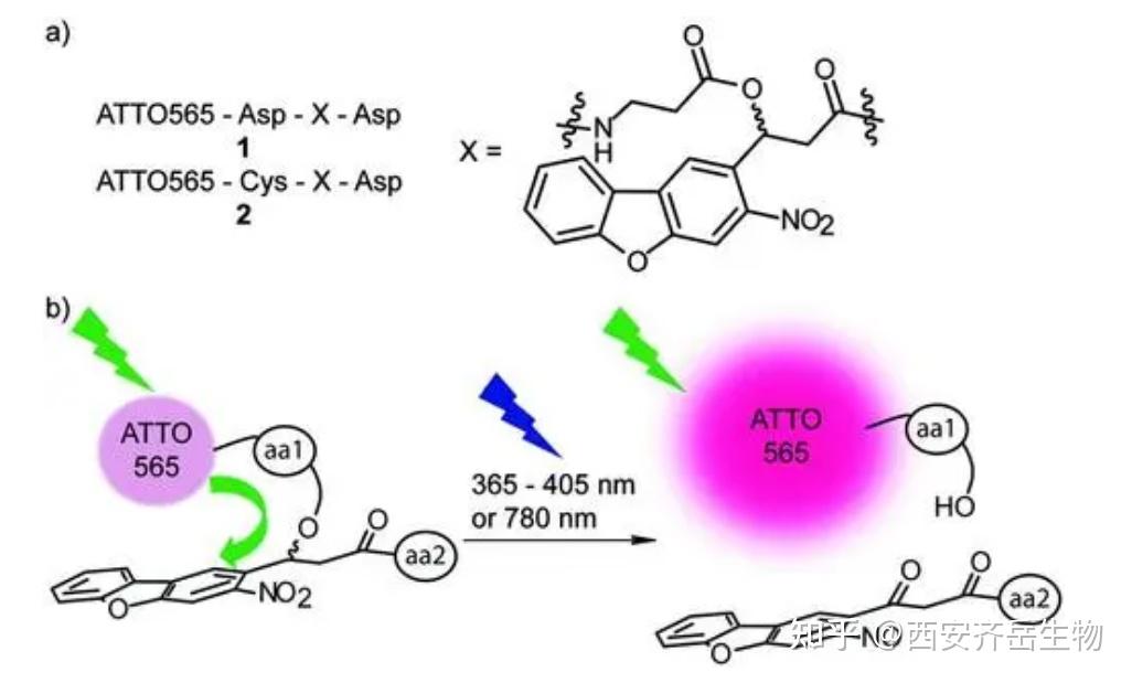 6-ATTO 565 染料 - 知乎