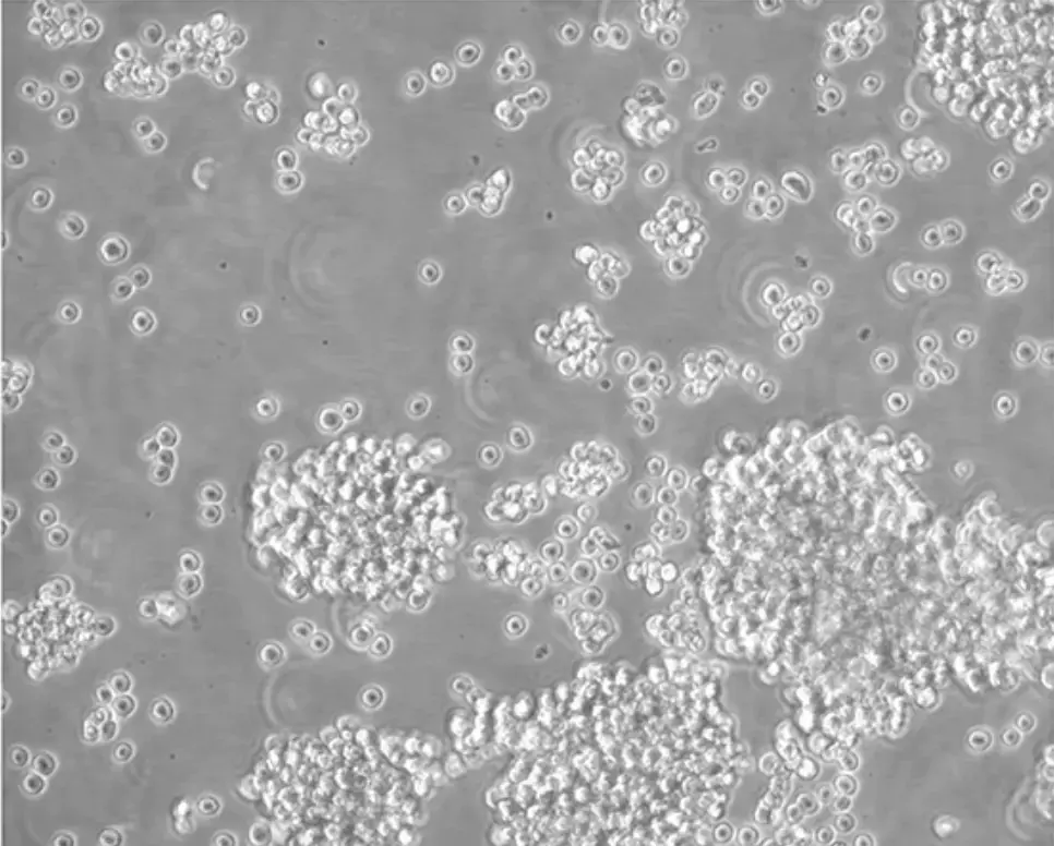 Raji细胞 P1-Raji细胞 GM04671细胞ATCC CCL-86标准人Burkitt's淋巴瘤细胞株 - 知乎