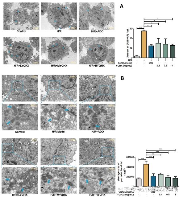 IF10.334|整合网络分析和实验验证揭示益气活血方治疗心肌缺血/再灌注损伤的线粒体自噬相关机制 - 知乎