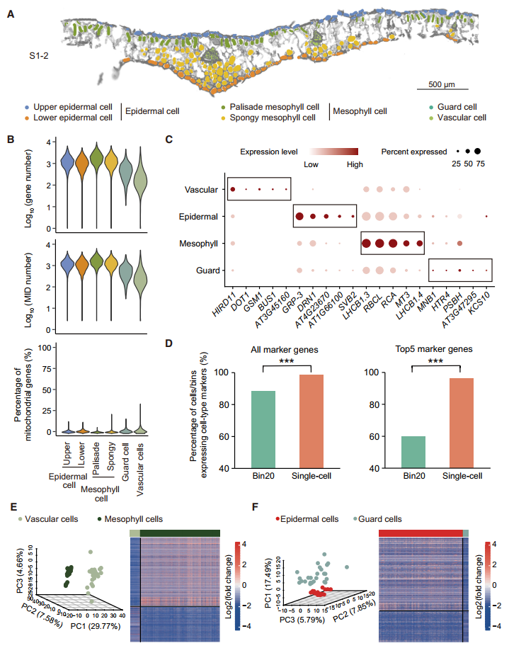 专题解读 | scStereo-seq揭示拟南芥叶片表征区域特异性细胞和空间转录组变化 - 知乎