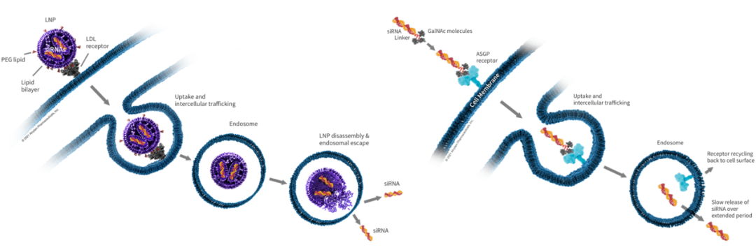 RNAi疗法领航者：Alnylam！目标成为TOP5 Biotech - 知乎