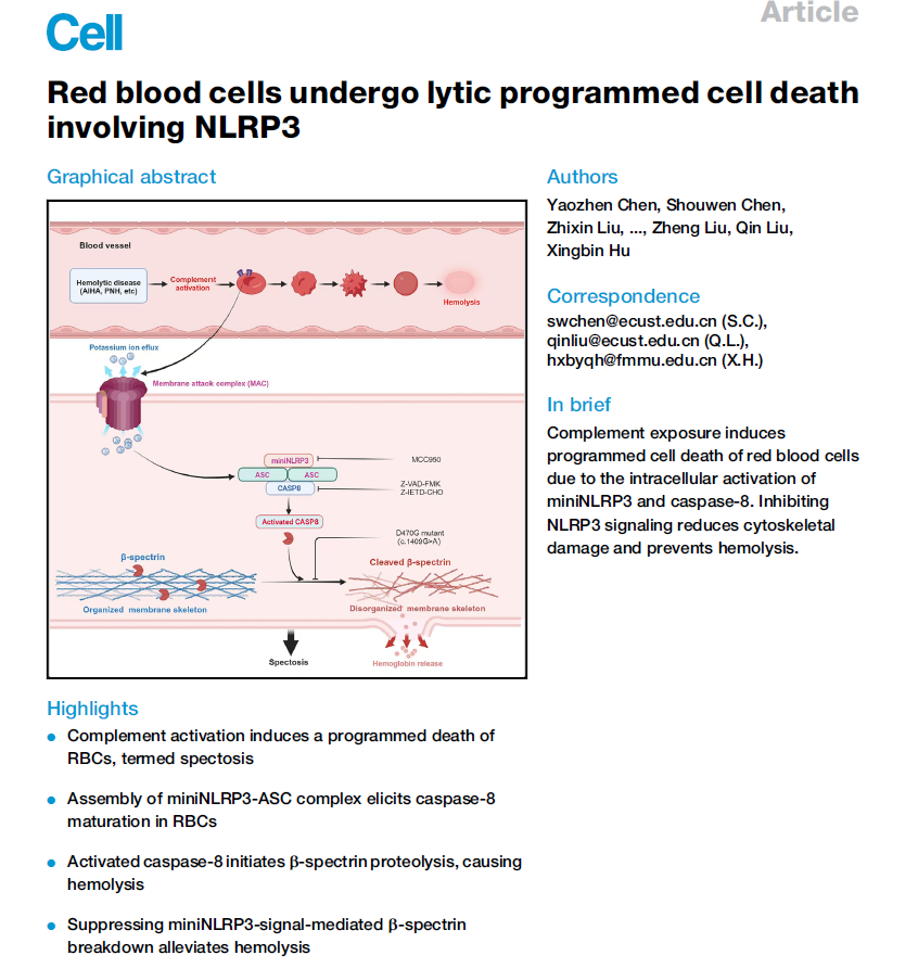 红细胞也有程序性凋亡：Cell 2025 Red blood cells undergo lytic programmed cell death involving NLRP3 - 知乎