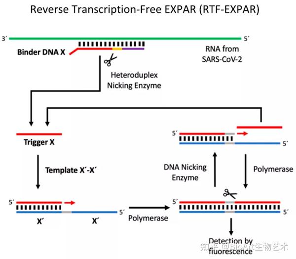 PNAS | 核酸检测新技术！检测无需10分钟！ - 知乎