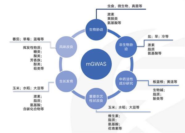 一文带你了解mGWAS在植物领域的经典研究思路！ - 知乎