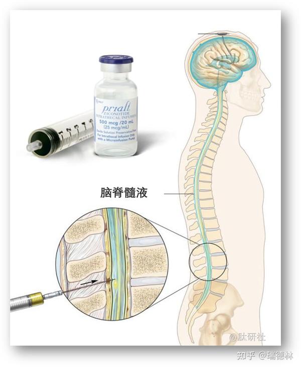 明星产品| 皱纹橡皮擦——芋螺毒素肽 - 知乎