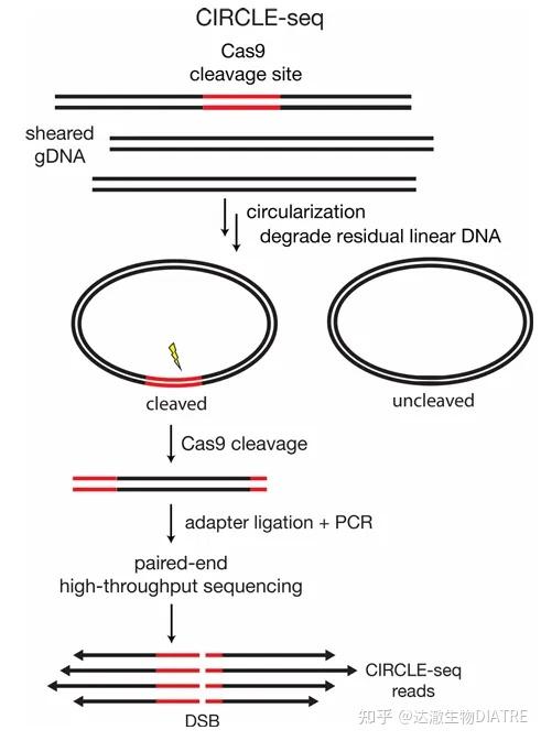 脱靶检测主流技术：GUIDE-seq、CIRCLE-seq、PEM-seq差异对比 - 知乎