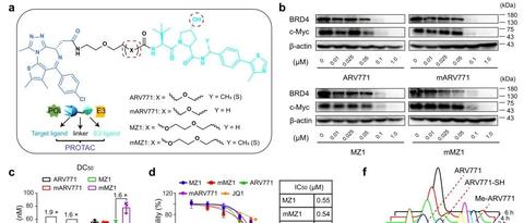 《Nat. Commun》老树开新花-基于原位生物正交点击反应大幅提升PROTACs纳米疗法靶向性 - 知乎
