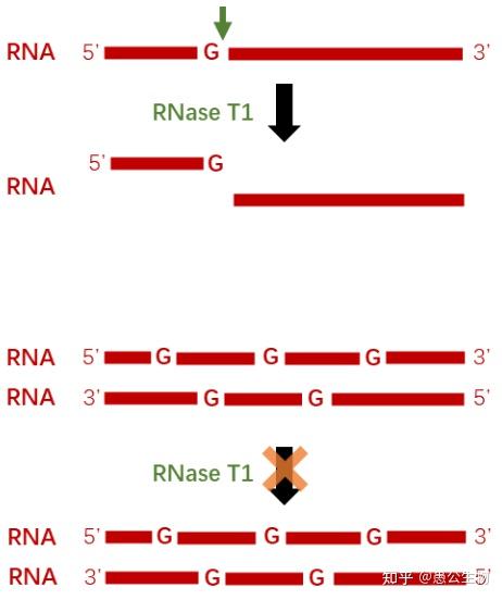 RNase：生命微观世界中的另一类神奇“剪刀手” - 知乎