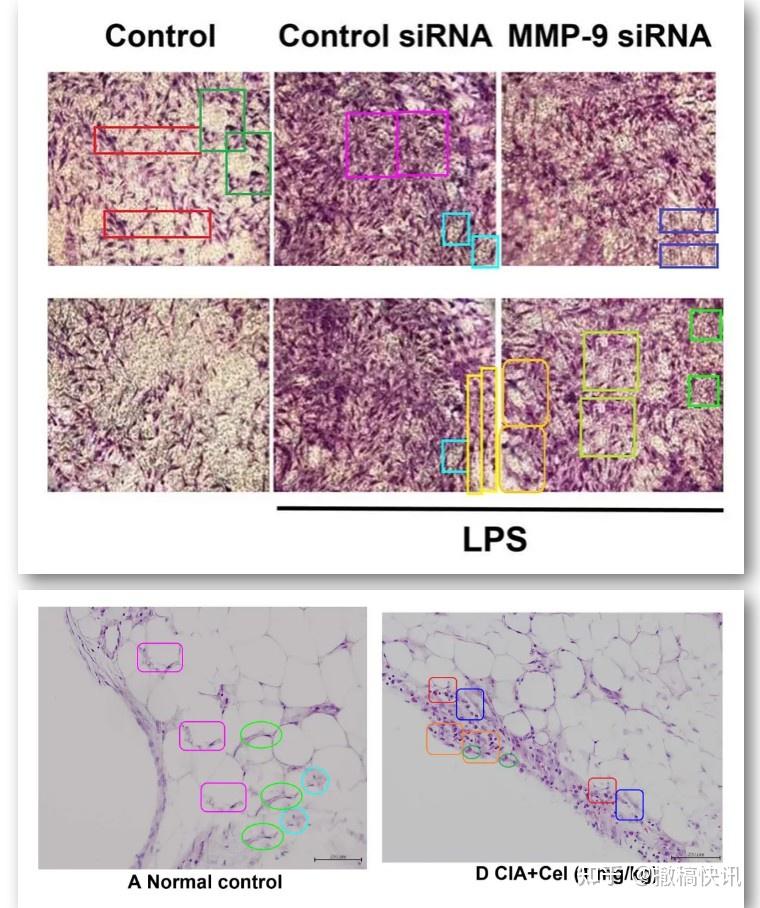 极大关注！国内高校教授团队11篇SCI论文上榜Pubpeer - 知乎