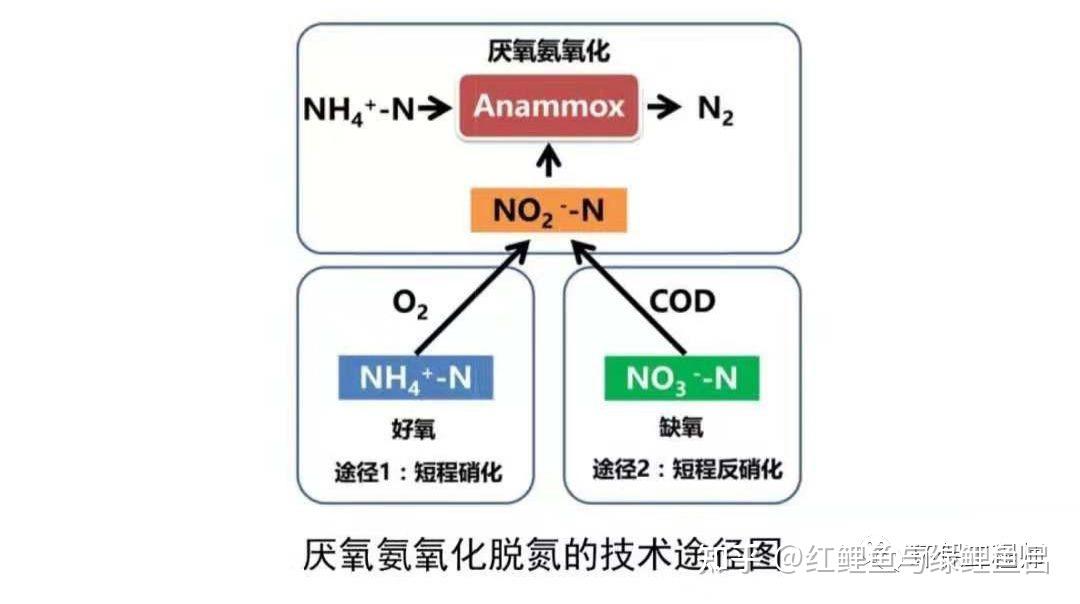 短程硝化和短程反硝化 - 知乎
