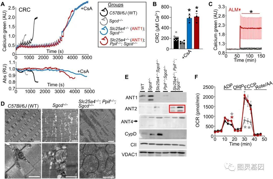 Sci Adv | 线粒体膜通透性转换孔（MPTP）在细胞死亡中的作用 - 知乎