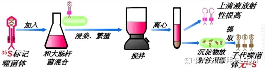 噬菌体侵染细菌的实验笔记2.3.1.3 - 知乎