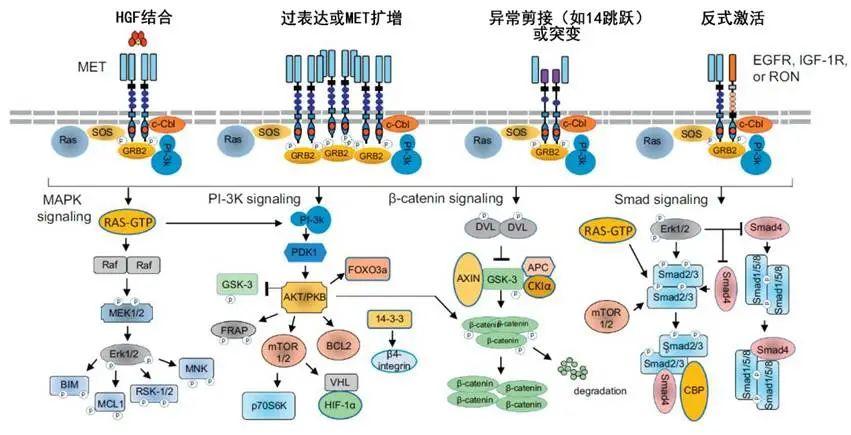 从零开始认识c-MET（上）——基础篇 - 知乎